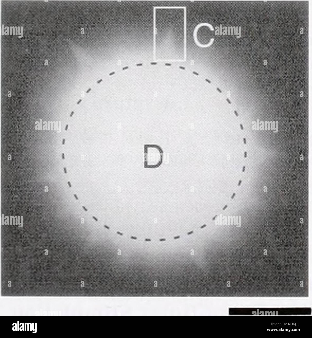 Fluorescence light microscopy hi-res stock photography and images - Alamy