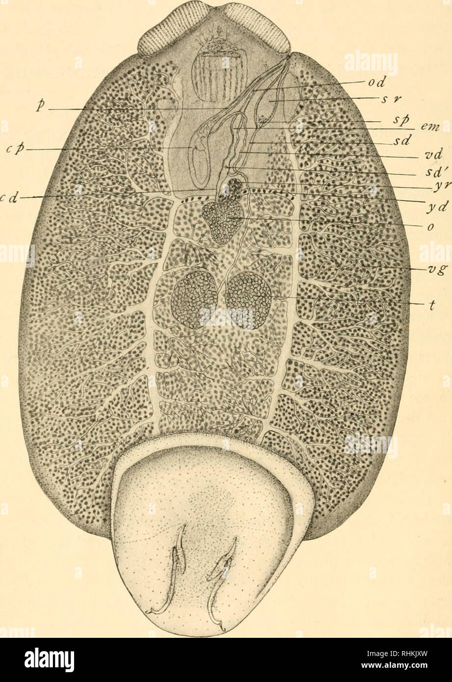 . The Biological bulletin. Biology; Zoology; Biology; Marine Biology ...