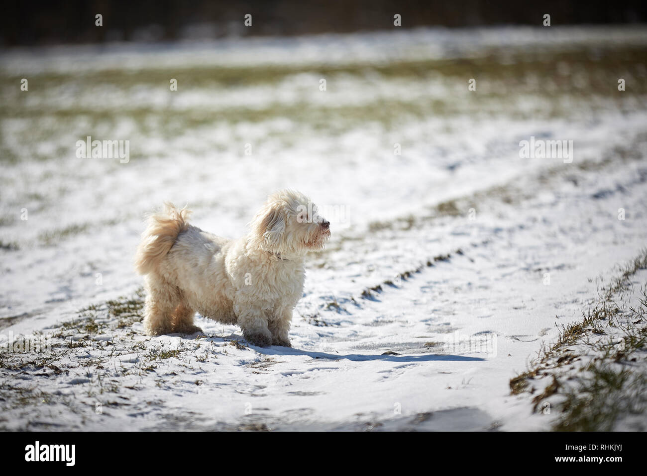 Beautiful woman playing maltese hi-res stock photography and images - Alamy