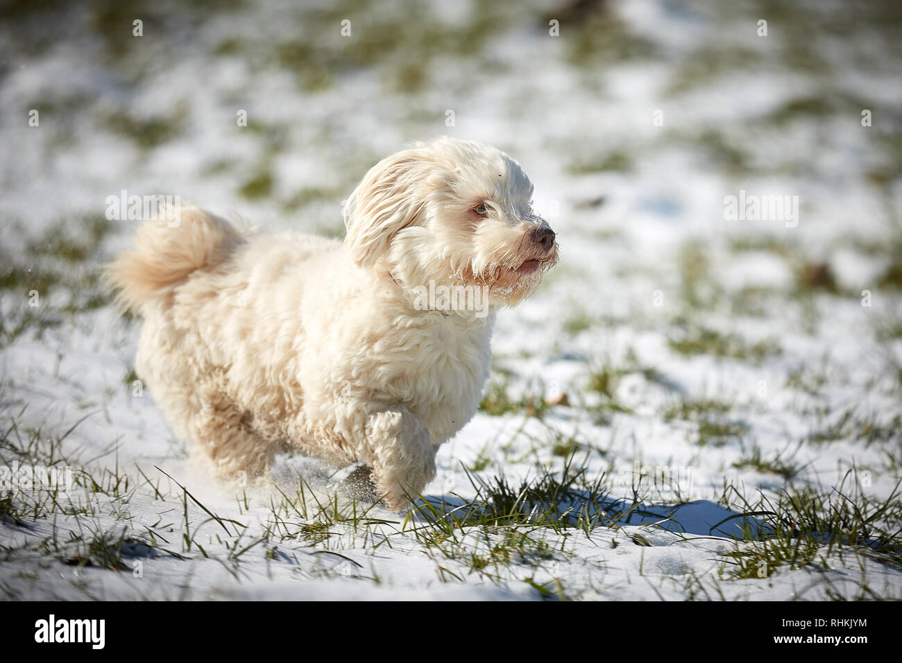 Havanese and ball hi-res stock photography and images - Alamy