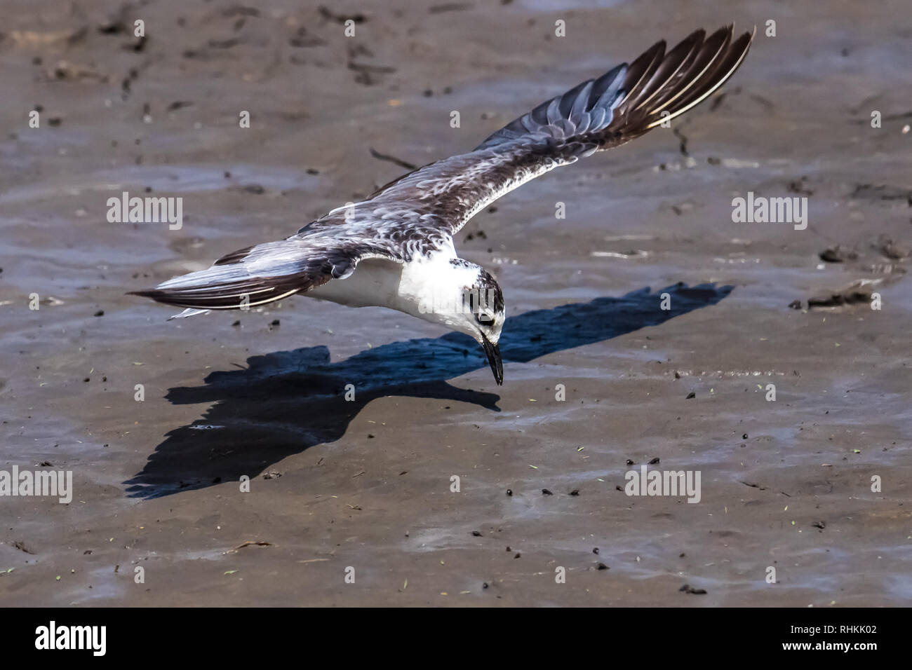 Swallow flying over water hi-res stock photography and images - Alamy