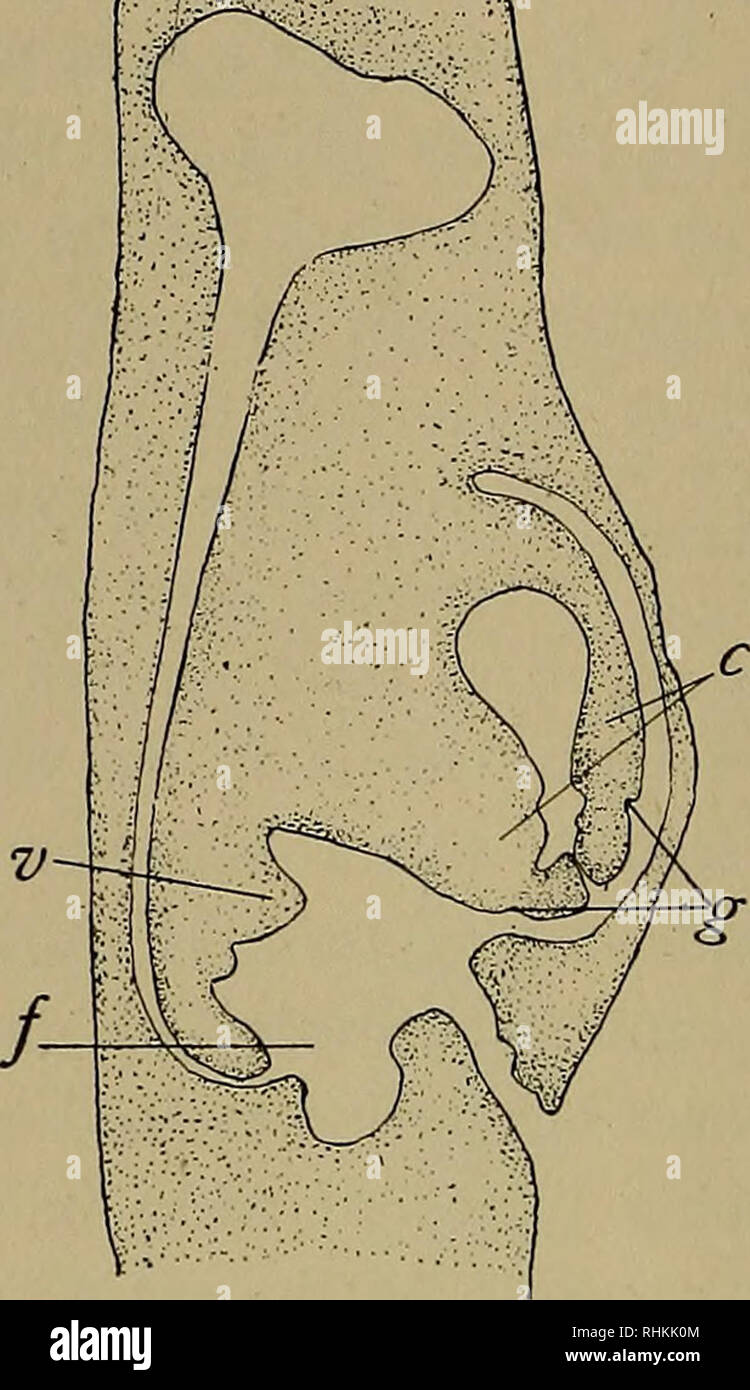 . The Biological bulletin. Biology; Zoology; Marine biology. Figs. 3, 4 ...