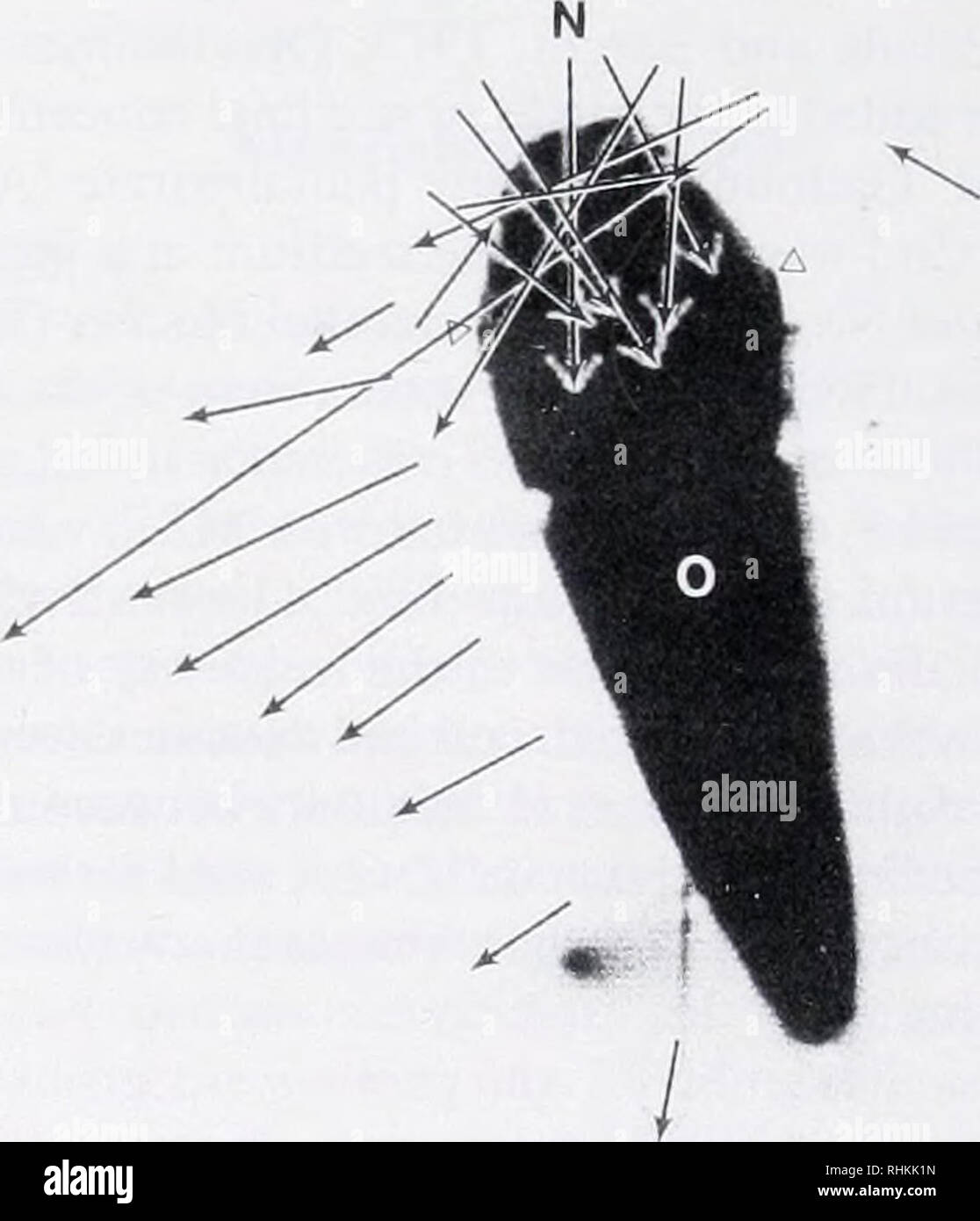 Chloride channel blocker hi-res stock photography and images - Alamy