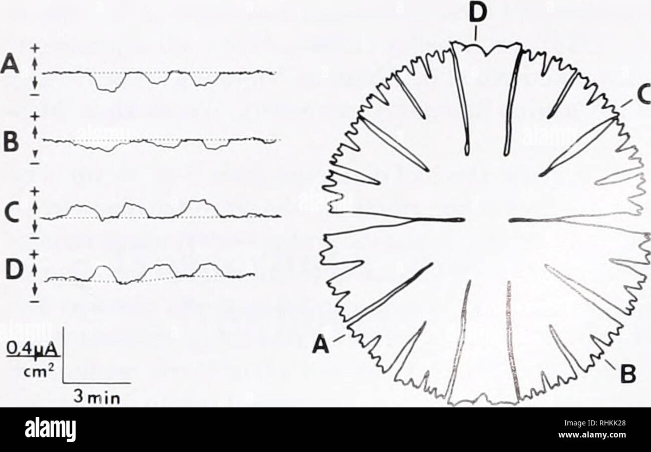 . The Biological bulletin. Biology; Zoology; Biology; Marine Biology ...