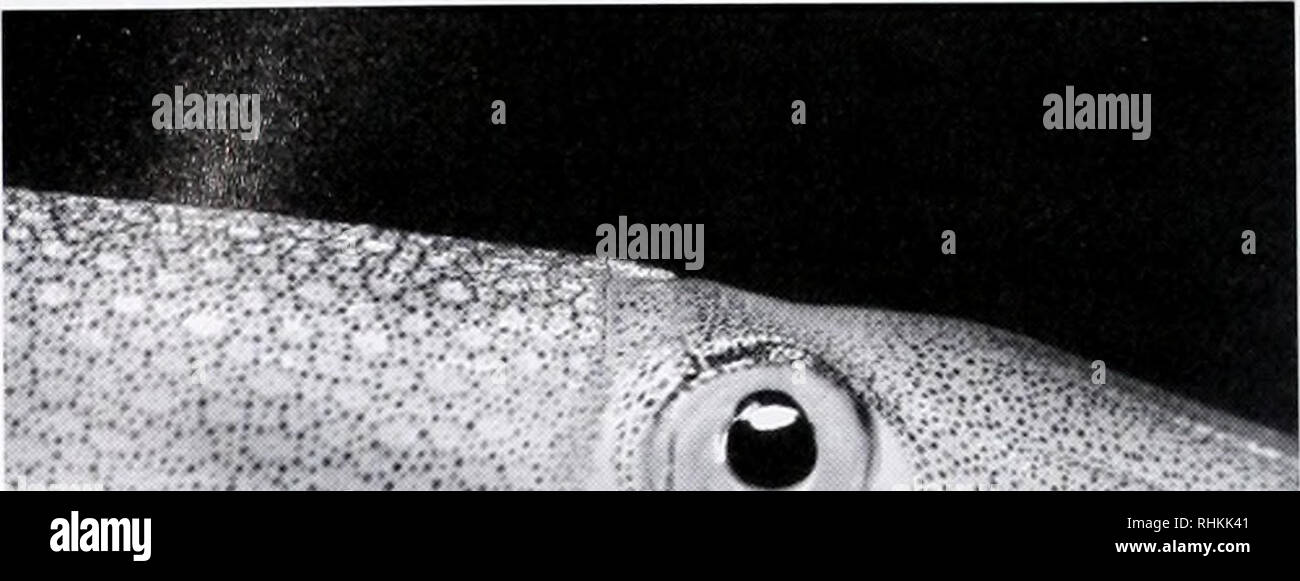 . The Biological bulletin. Biology; Zoology; Biology; Marine Biology ...