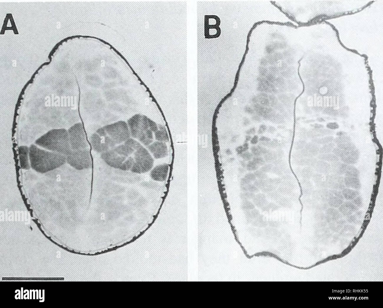 . The Biological bulletin. Biology; Zoology; Biology; Marine Biology ...