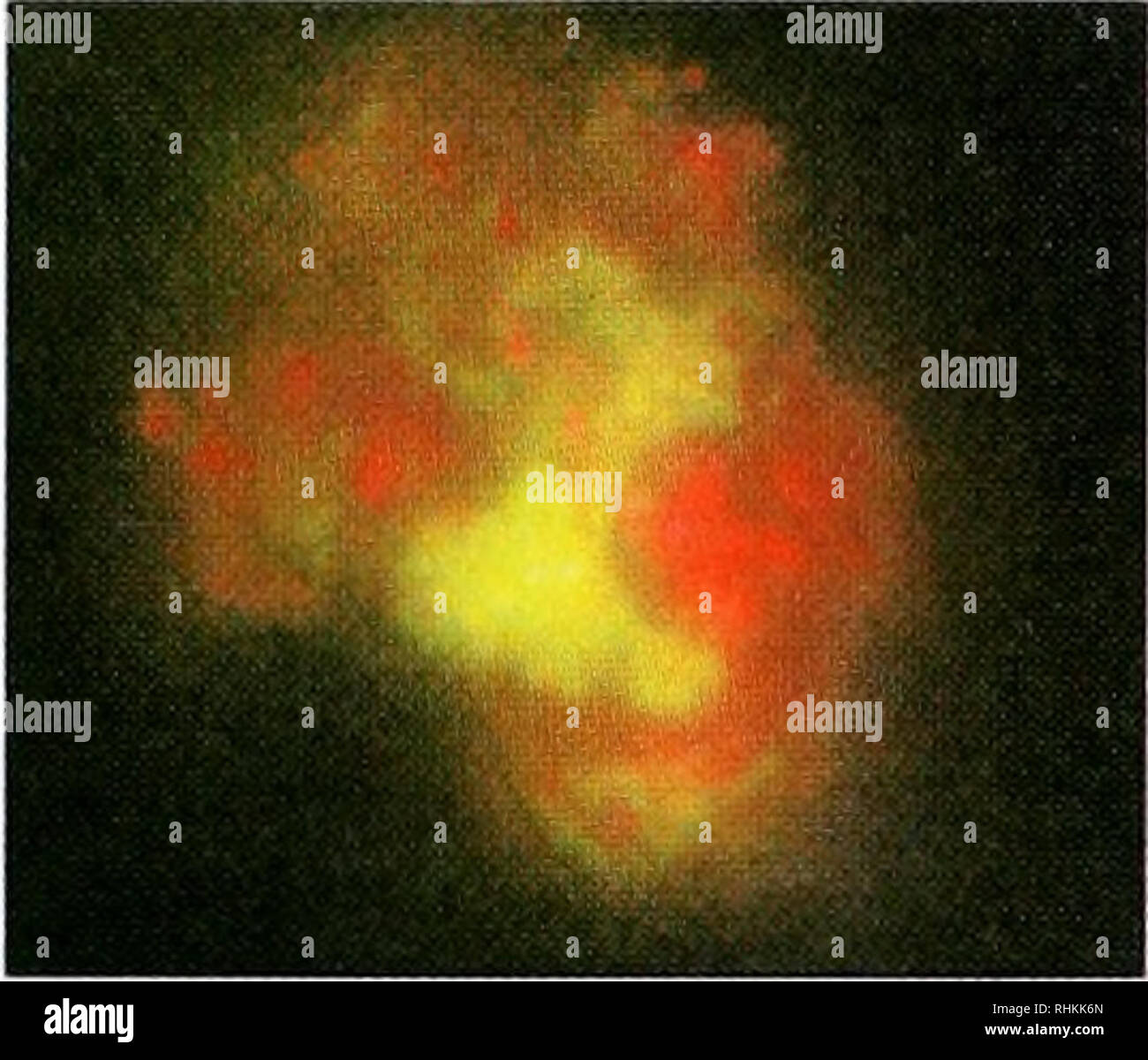 Sulfur oxidizing bacteria hi-res stock photography and images - Alamy