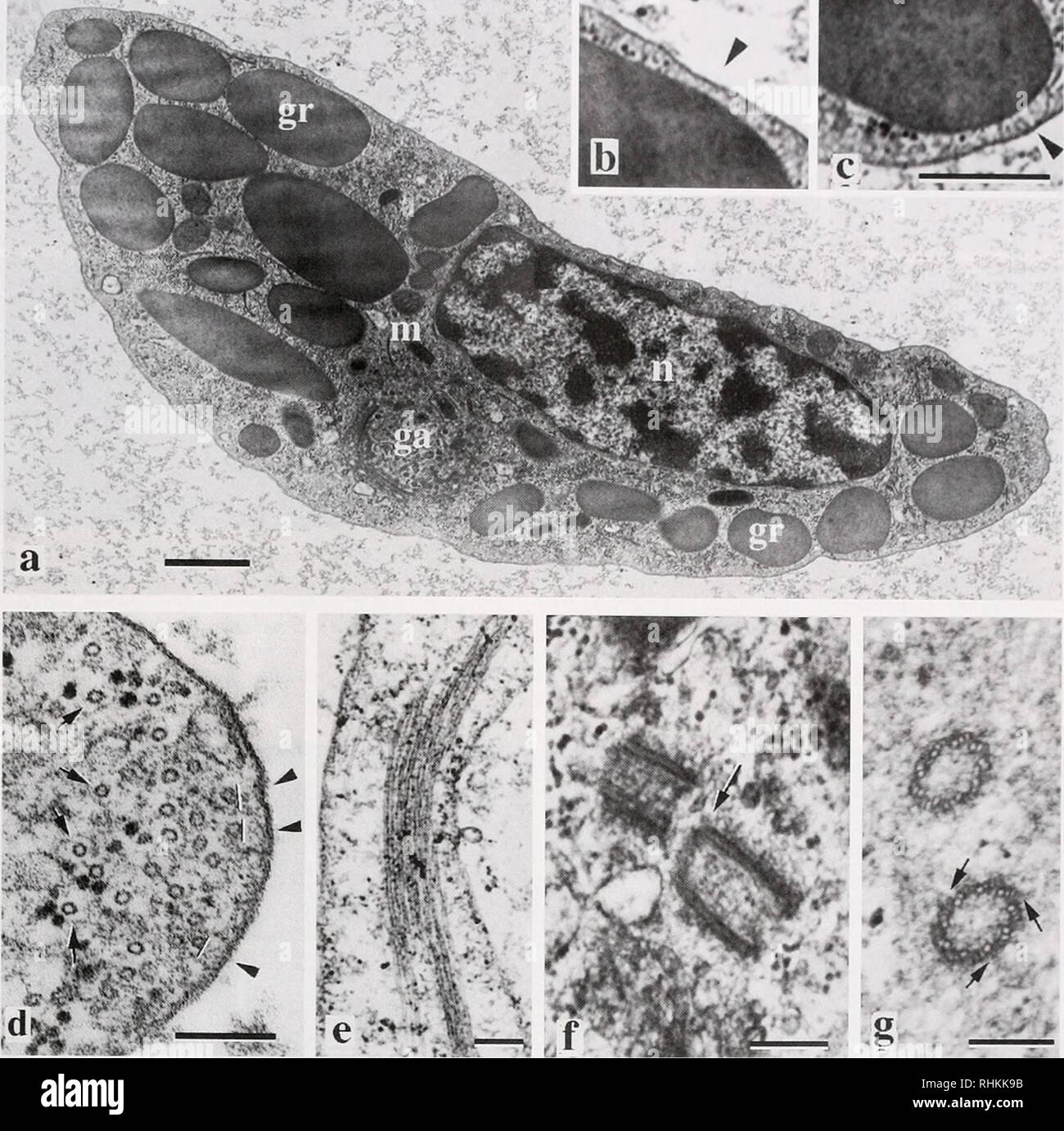 Cell membrane tem hi-res stock photography and images - Alamy