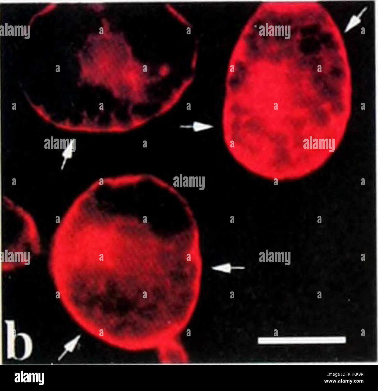 . The Biological bulletin. Biology; Zoology; Biology; Marine Biology ...