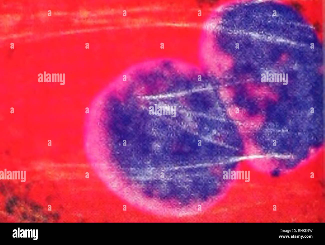 Fluorescence imaging hi-res stock photography and images - Alamy