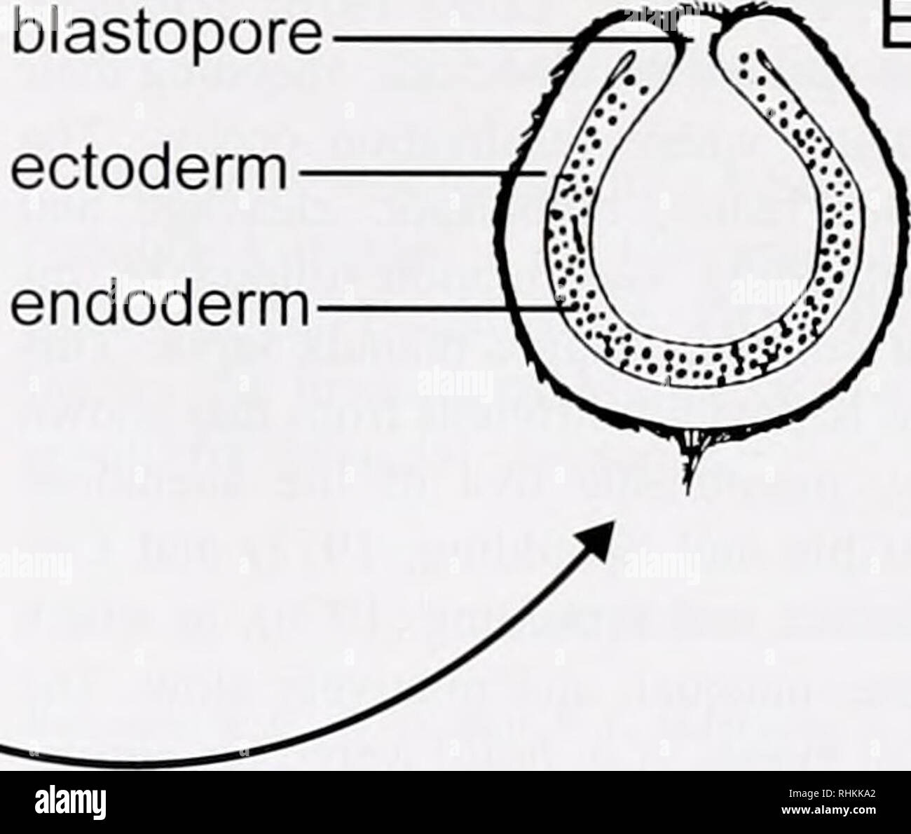 . The Biological bulletin. Biology; Zoology; Biology; Marine Biology ...