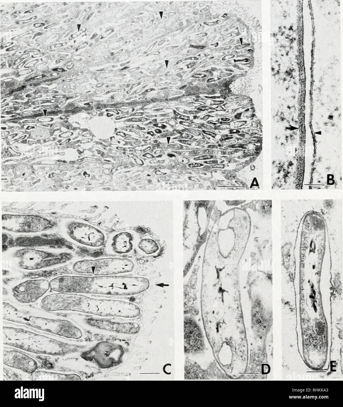 . The Biological bulletin. Biology; Zoology; Biology; Marine Biology ...