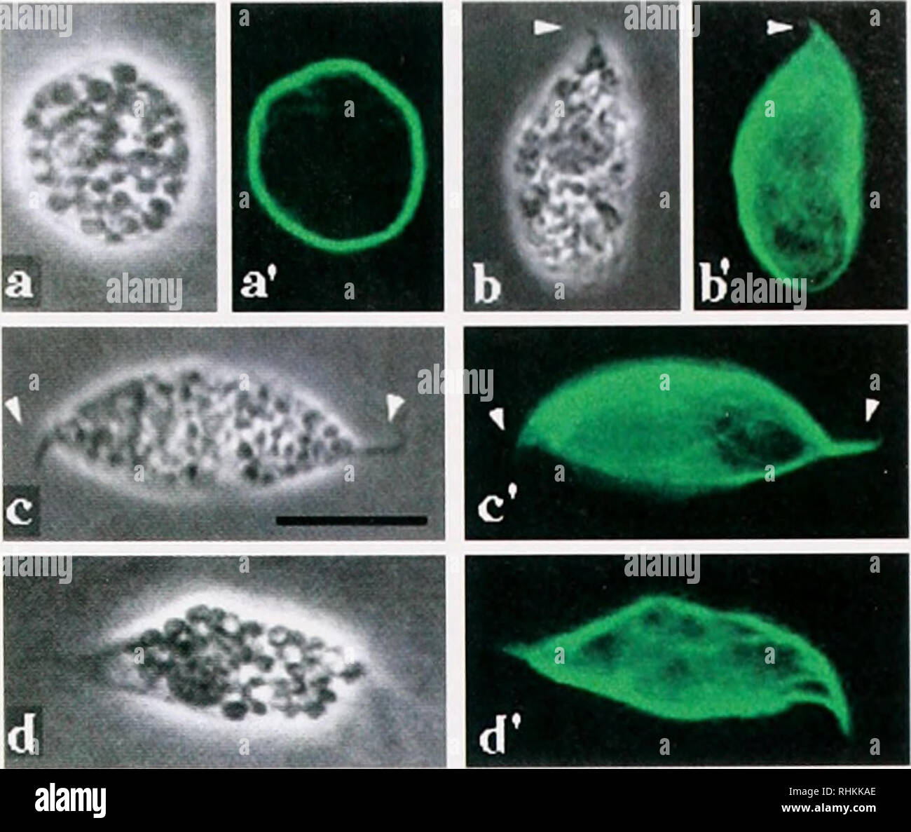 Phase contrast microscopy f hi-res stock photography and images - Alamy