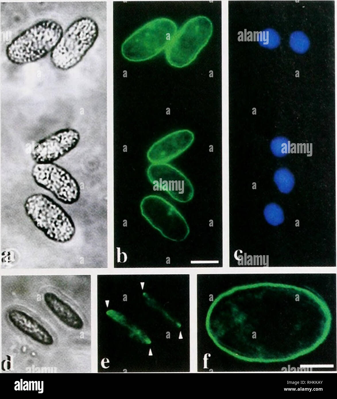 Phase contrast microscopy f hi-res stock photography and images - Alamy