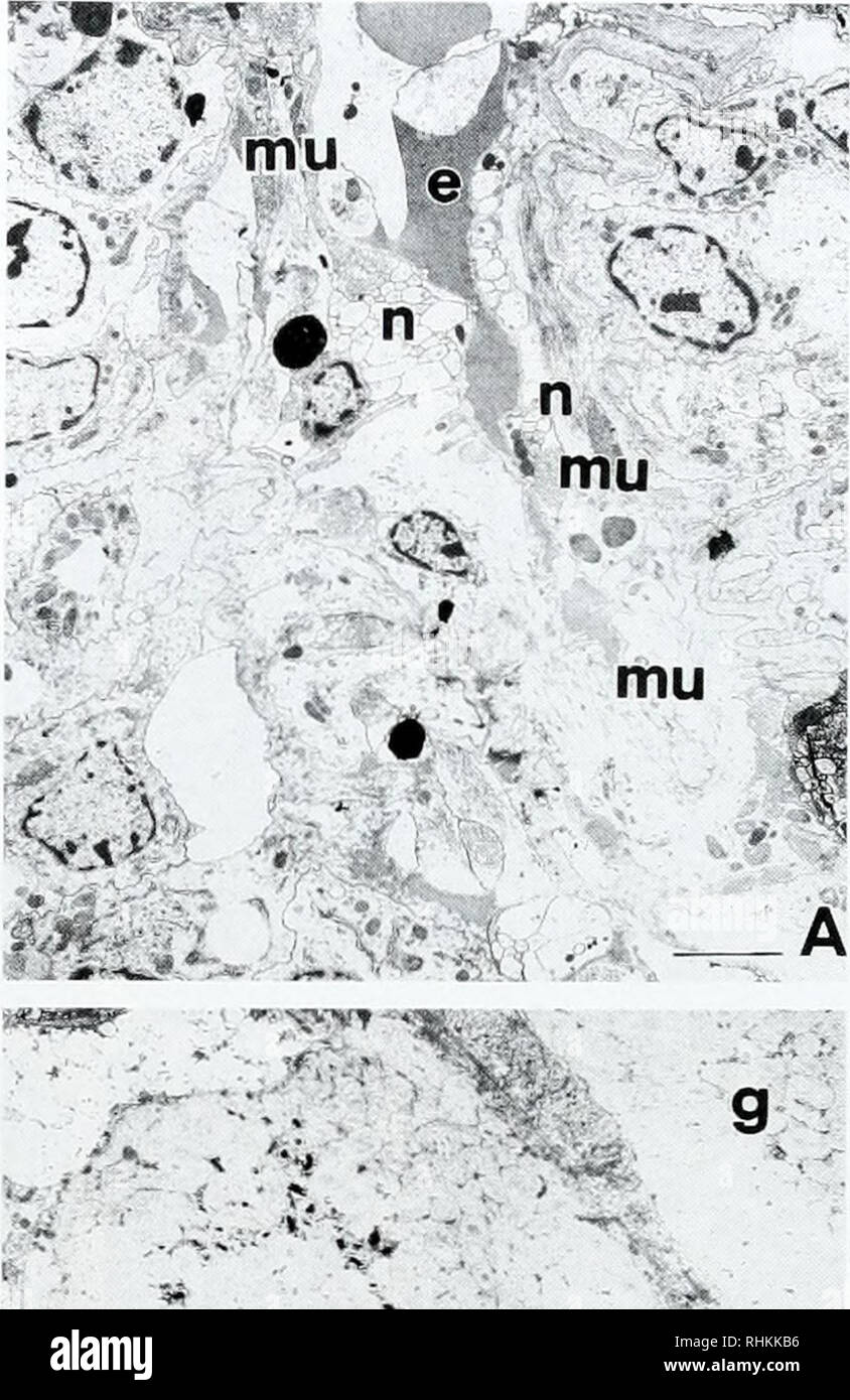 . The Biological bulletin. Biology; Zoology; Biology; Marine Biology. Y ...