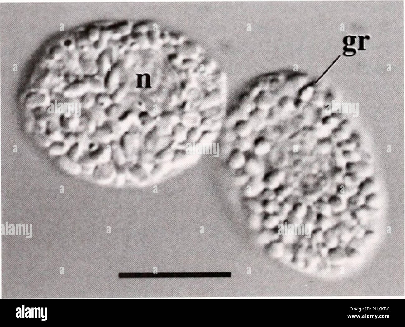 Supernate hi-res stock photography and images - Alamy