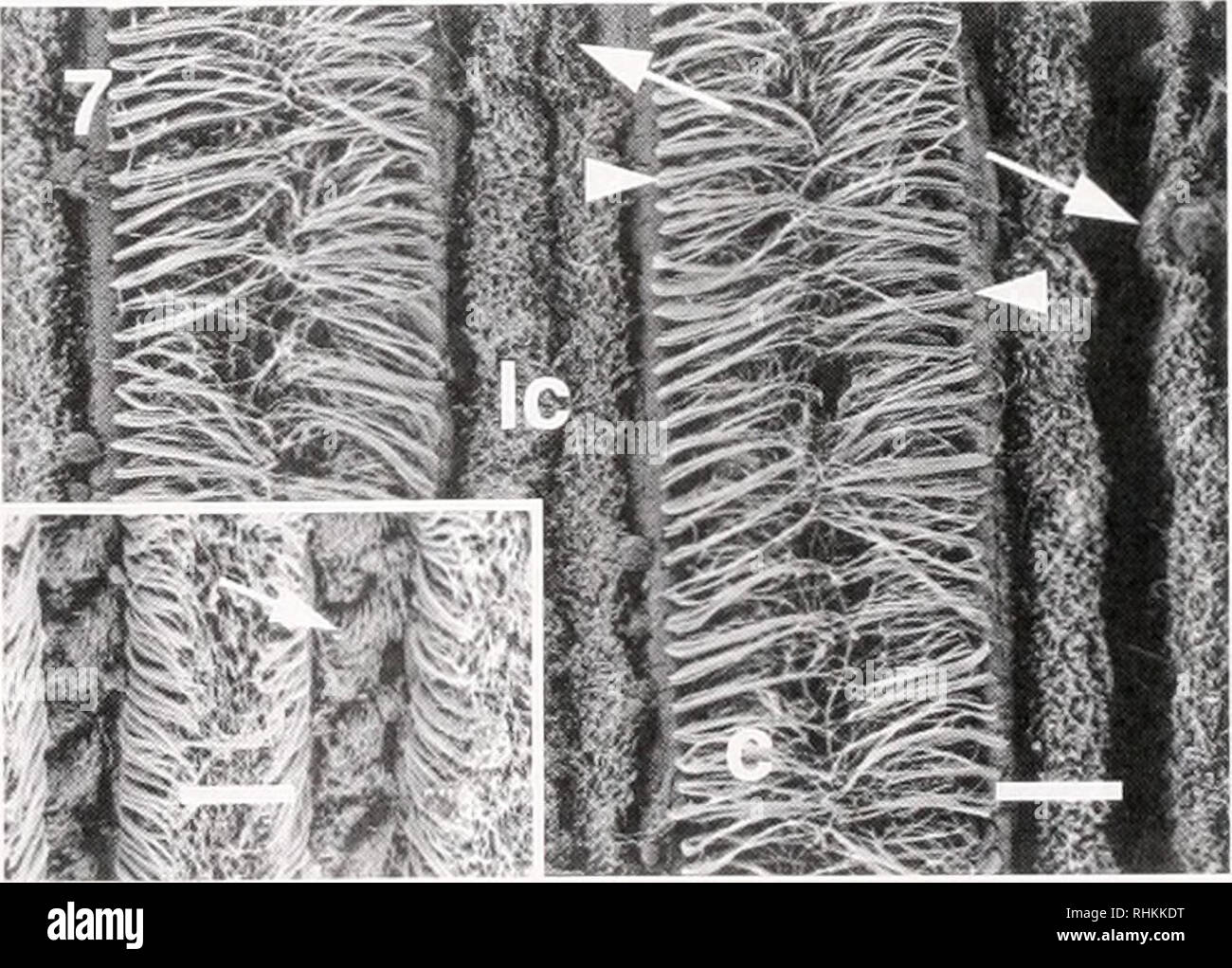 . The Biological bulletin. Biology; Zoology; Biology; Marine Biology ...