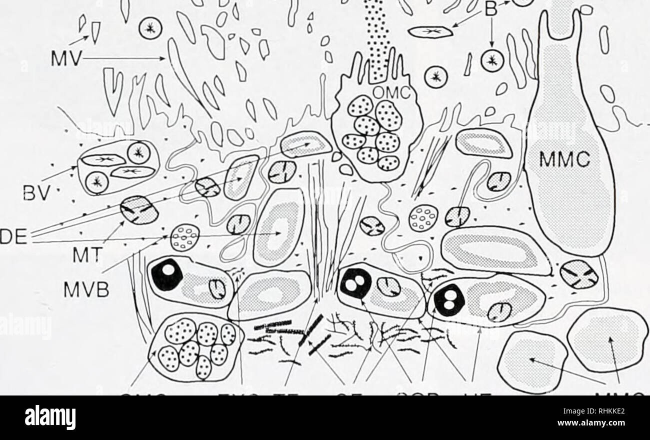 . The Biological bulletin. Biology; Zoology; Biology; Marine Biology ...