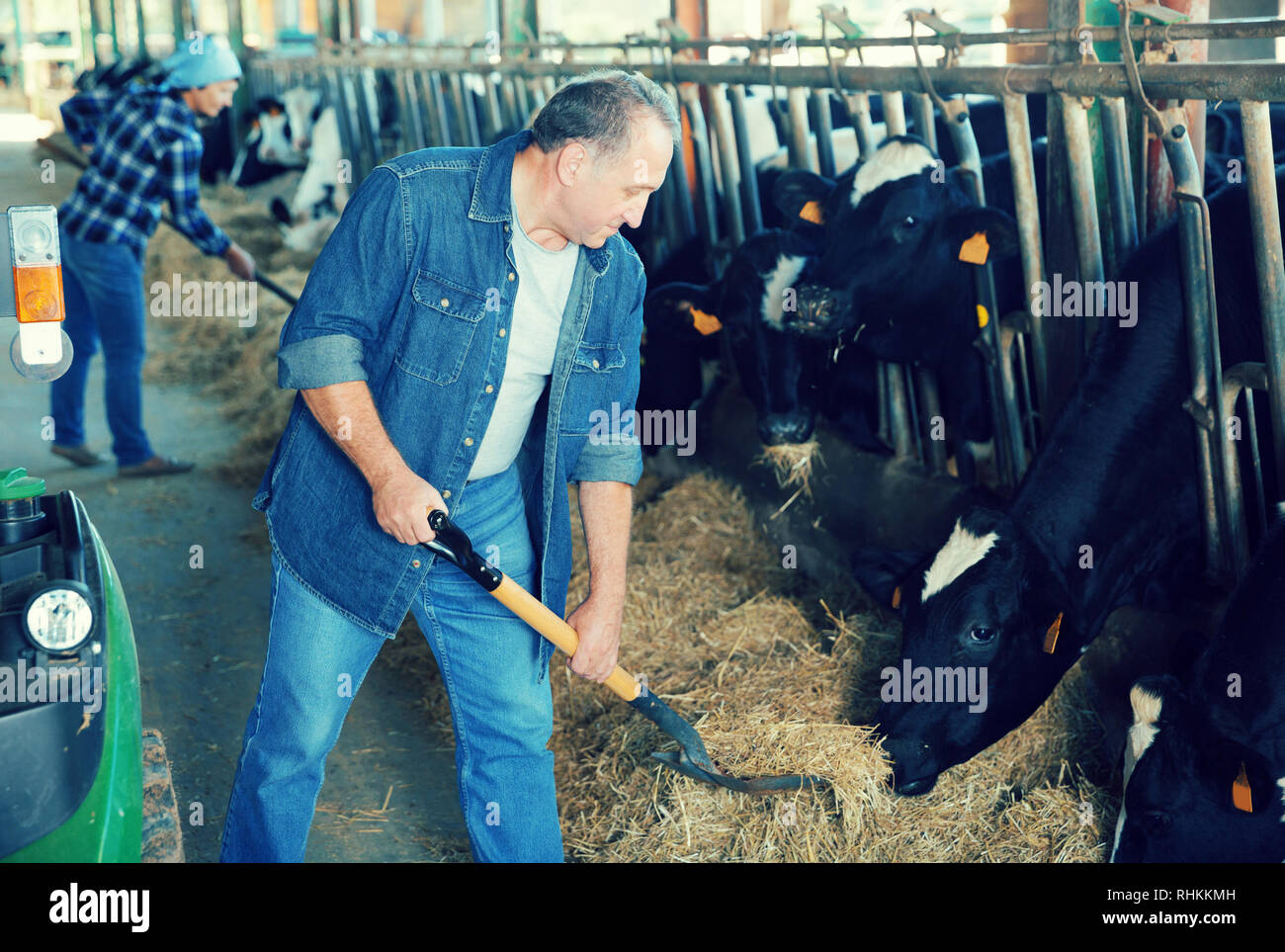 Portrait of man who is feeding cows at the farm Stock Photo - Alamy