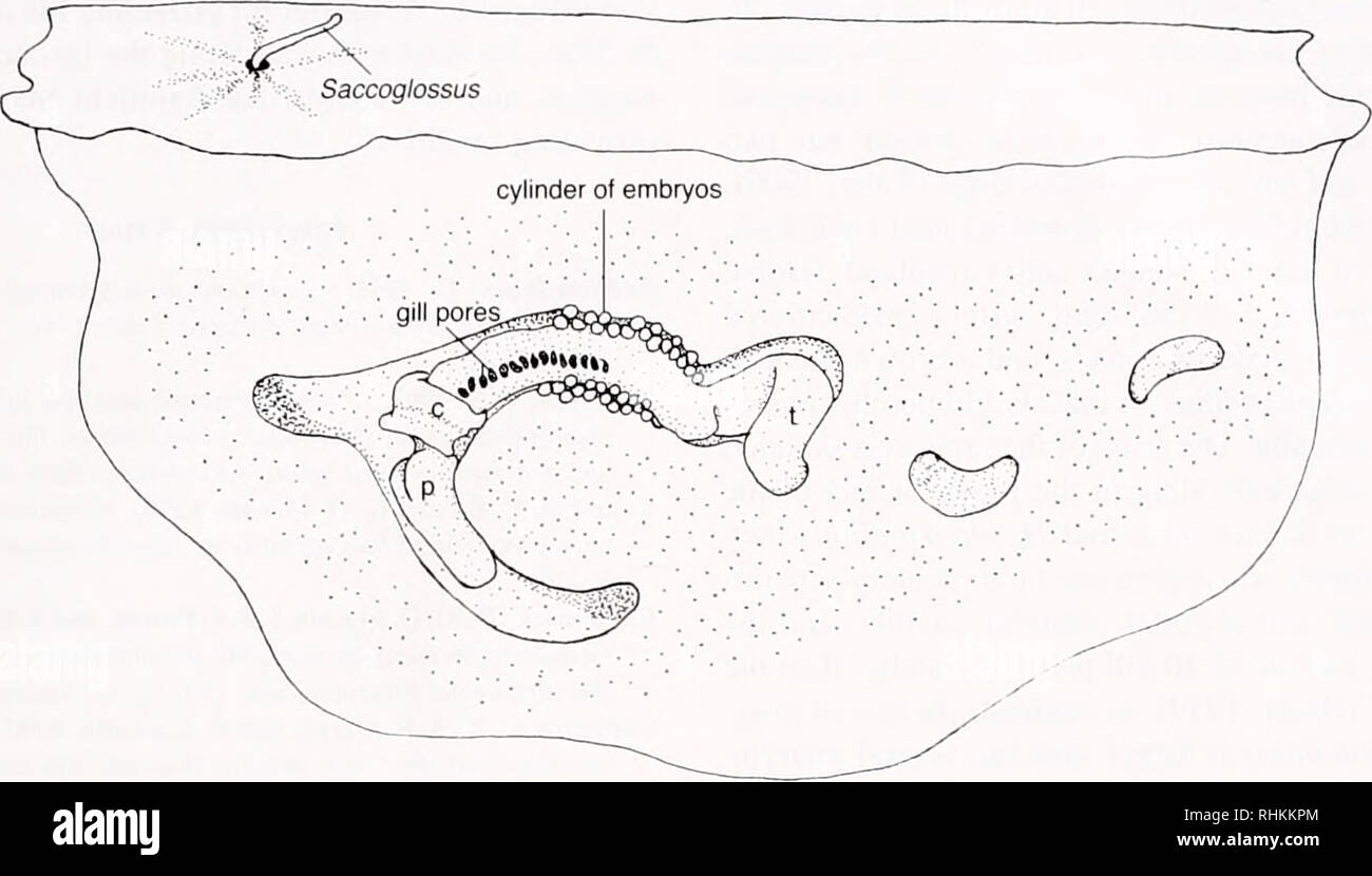 Proboscis worms hi-res stock photography and images - Alamy