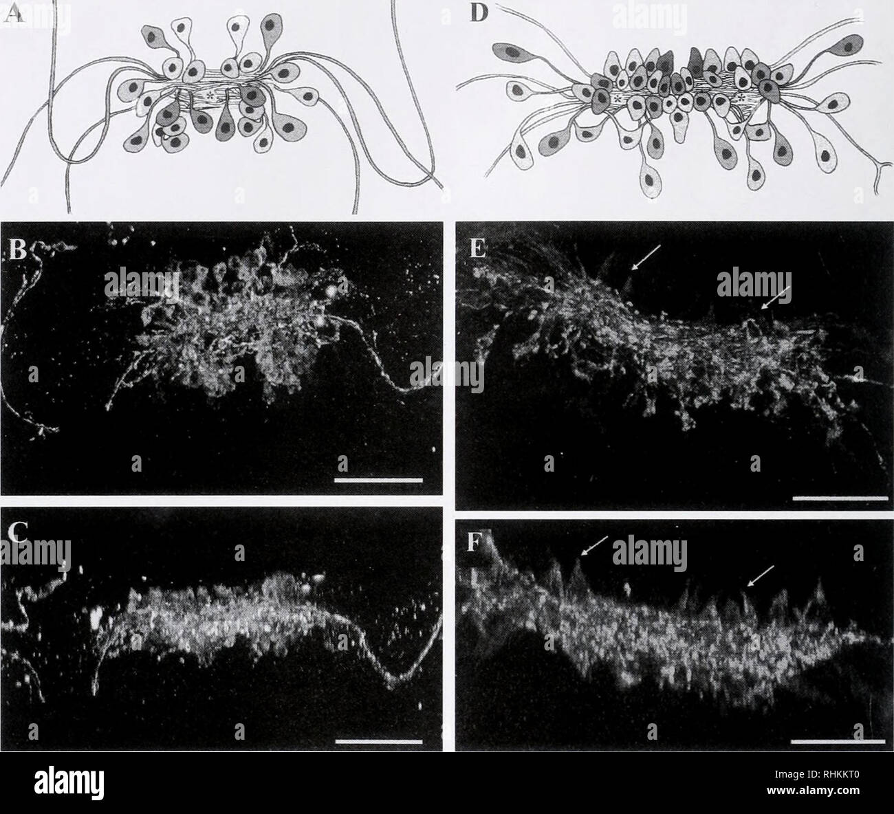 . The Biological bulletin. Biology; Zoology; Biology; Marine Biology ...