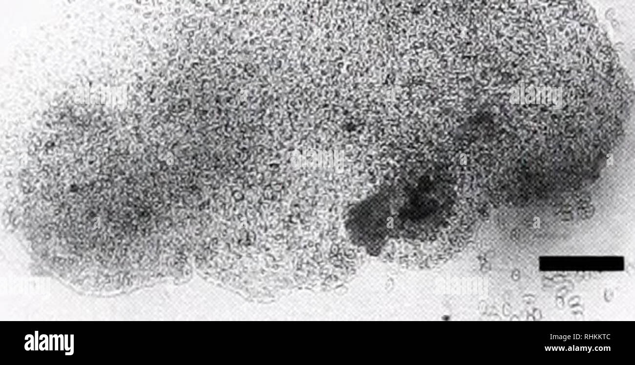 Placozoans hi-res stock photography and images - Alamy