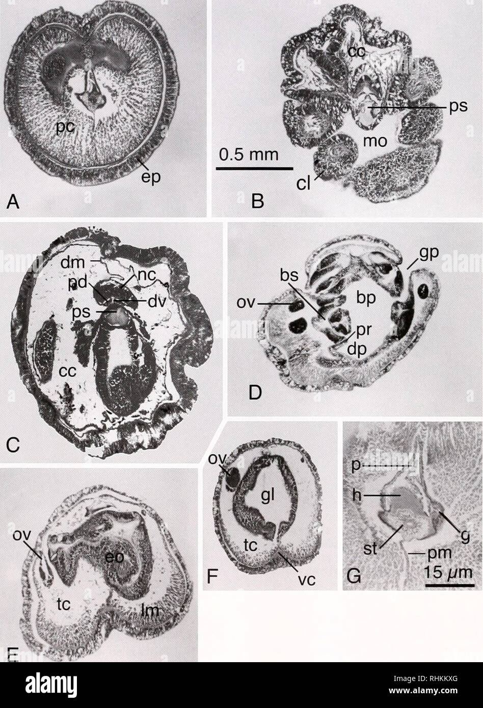 . The Biological bulletin. Biology; Zoology; Biology; Marine Biology ...