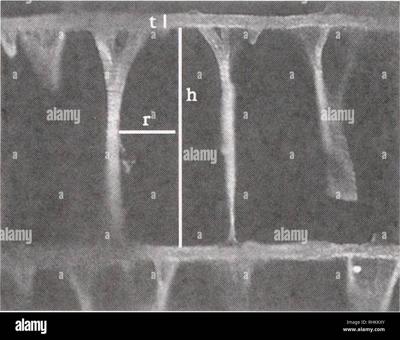 . The Biological bulletin. Biology; Zoology; Biology; Marine Biology ...