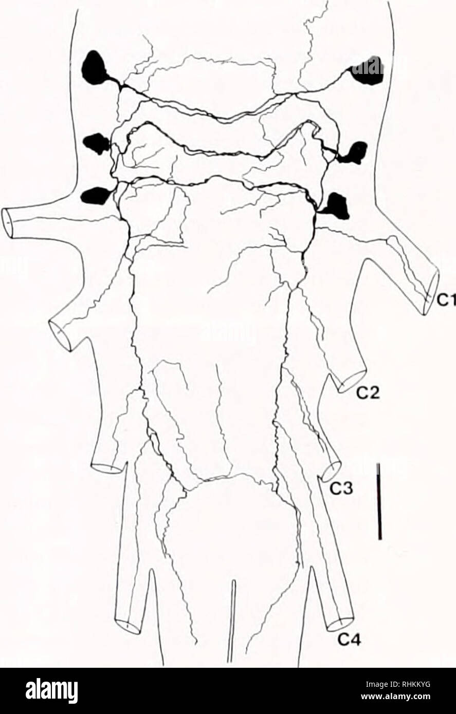 . The Biological bulletin. Biology; Zoology; Biology; Marine Biology ...