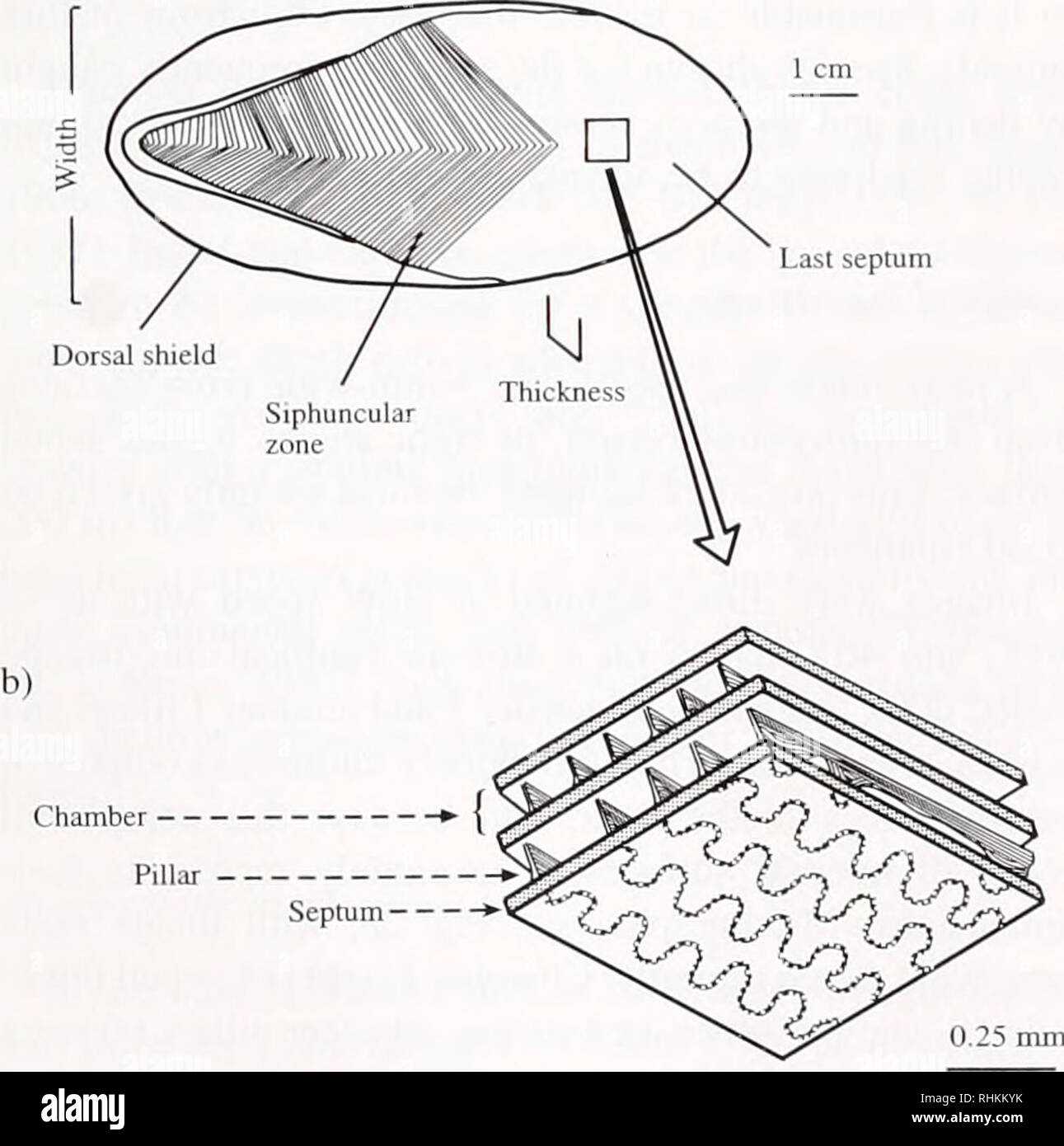. The Biological bulletin. Biology; Zoology; Biology; Marine Biology ...