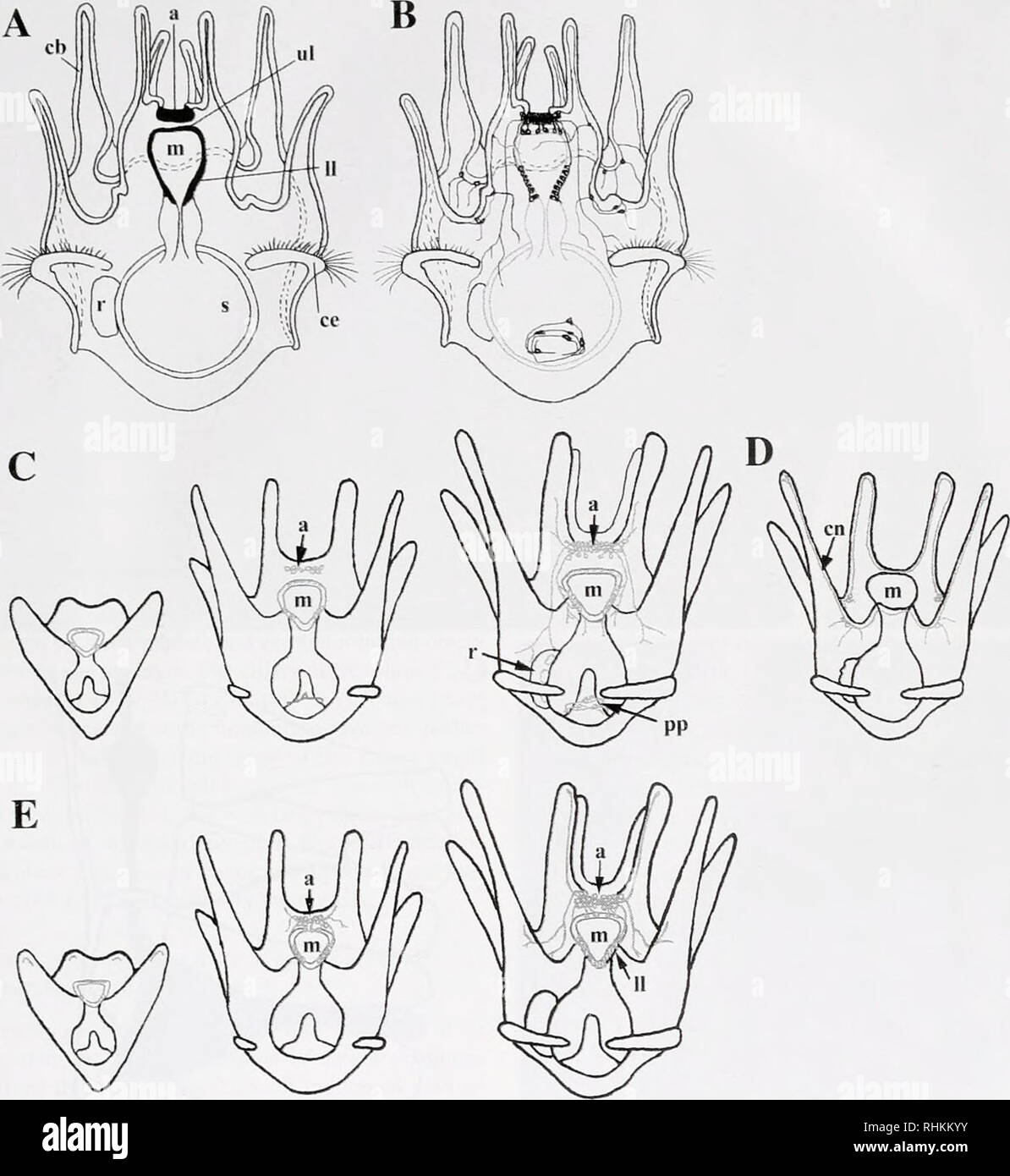 Sea urchin nervous system hi-res stock photography and images - Alamy