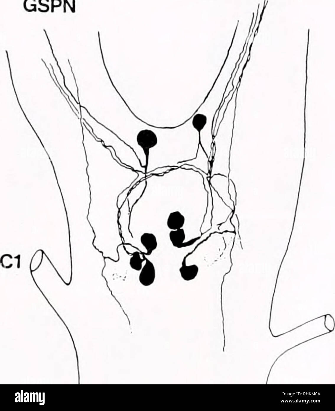 The Biological Bulletin Biology Zoology Biology Marine Biology the-biological-bulletin-biology-zoology-biology-marine-biology
