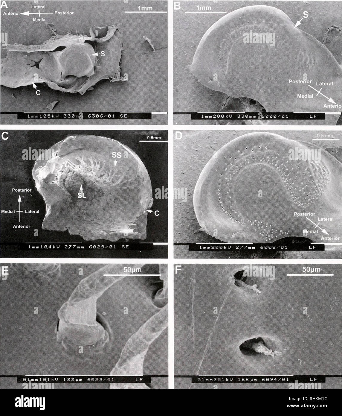 Statocyst High Resolution Stock Photography and Images - Alamy