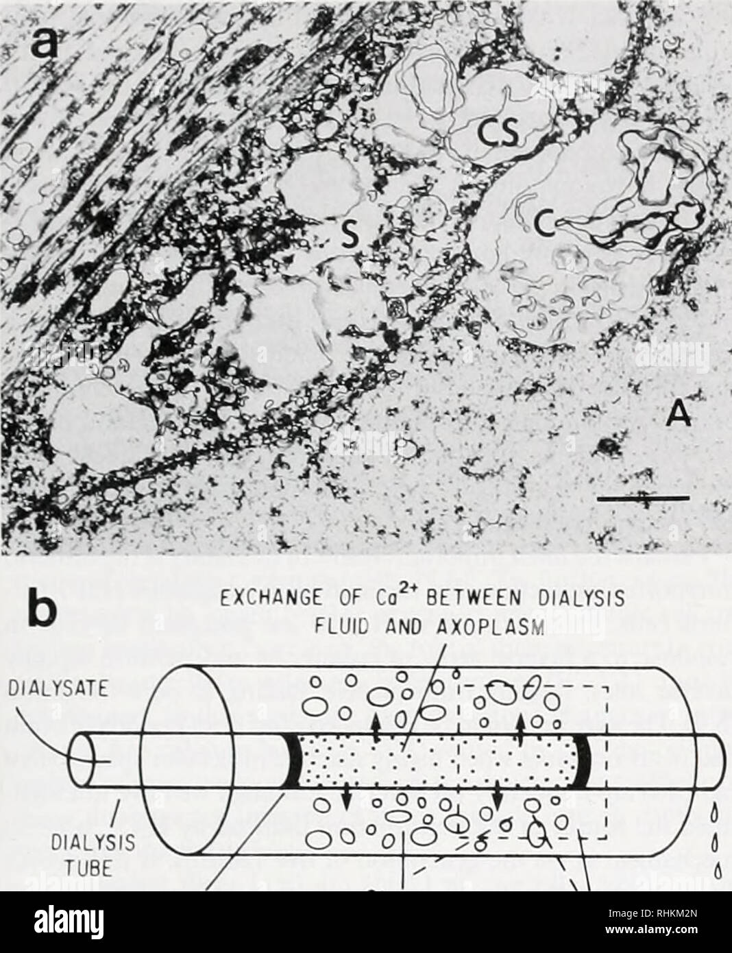 Short axon hi-res stock photography and images - Alamy