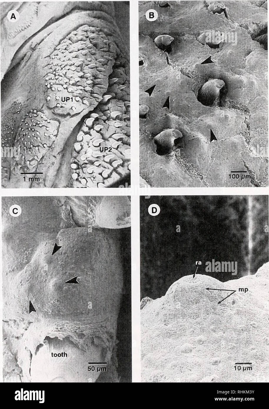 Pharyngeal jaws hi-res stock photography and images - Alamy