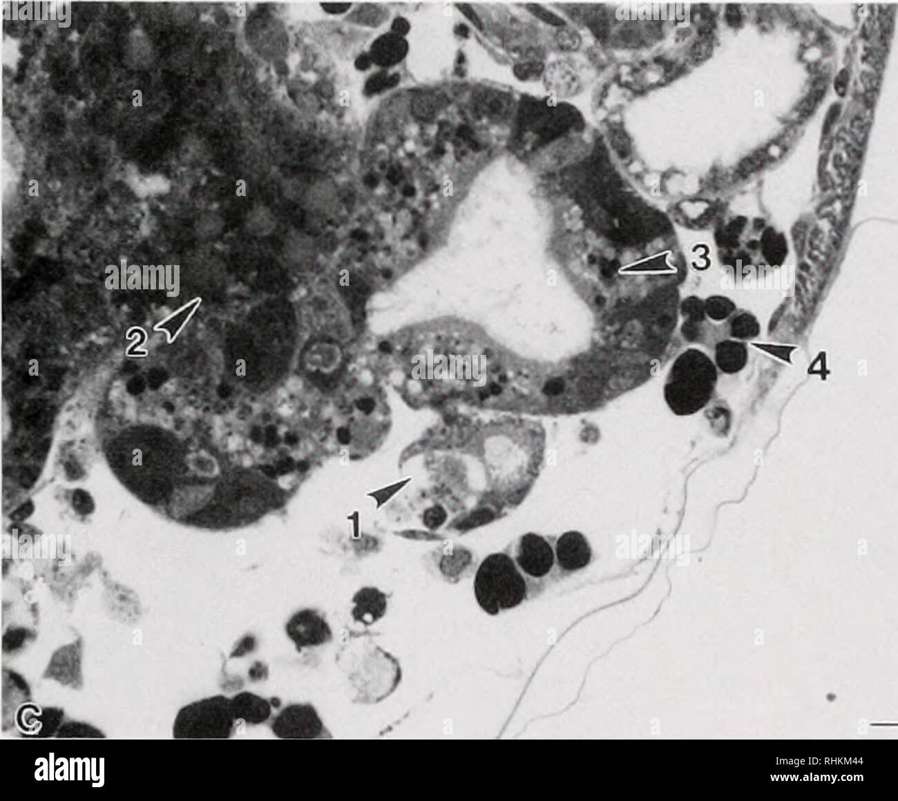 . The Biological bulletin. Biology; Zoology; Biology; Marine Biology ...