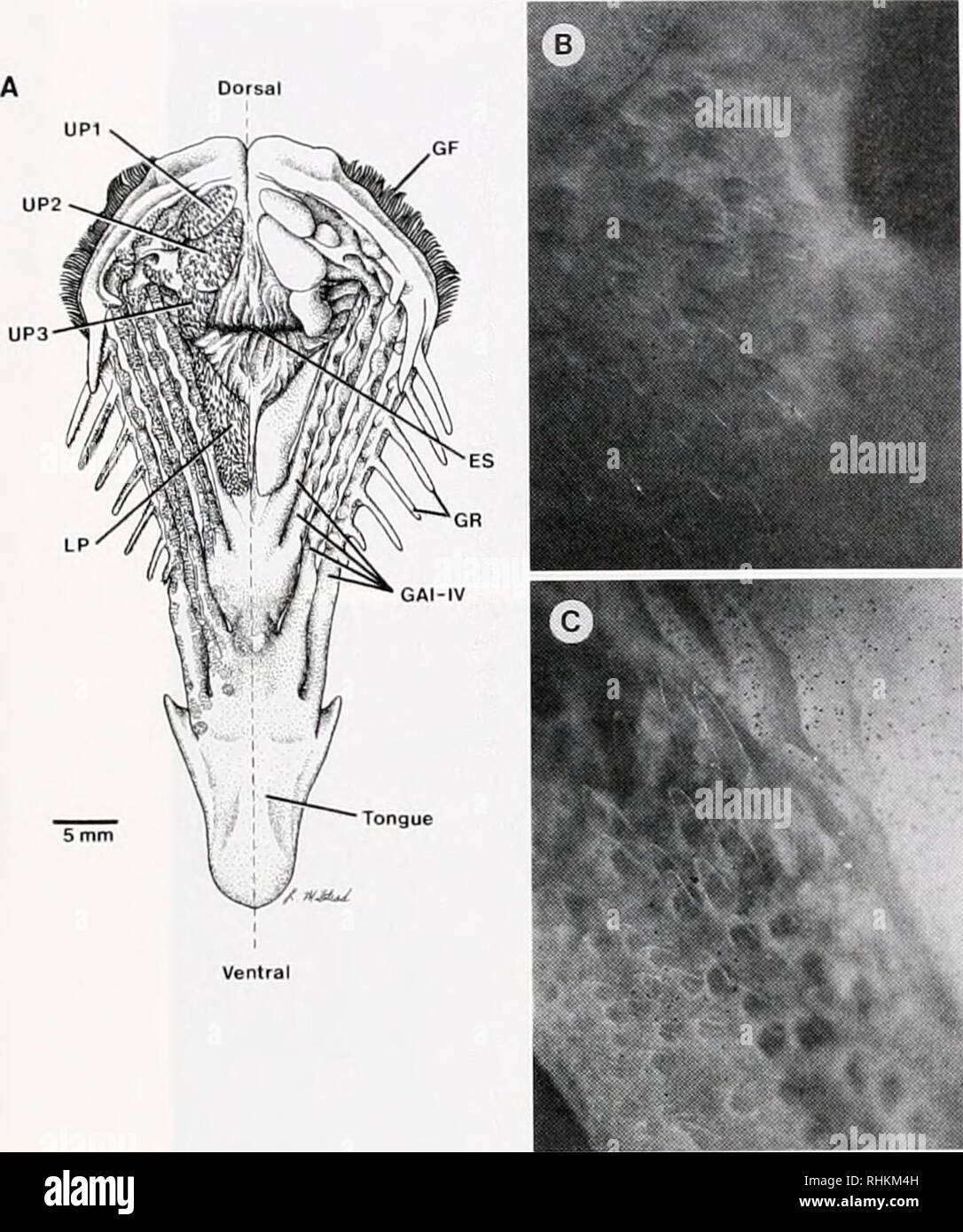 Dorsoventrally flattened hi-res stock photography and images - Alamy