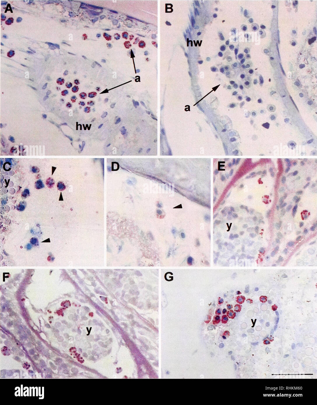 . The Biological bulletin. Biology; Zoology; Biology; Marine Biology ...