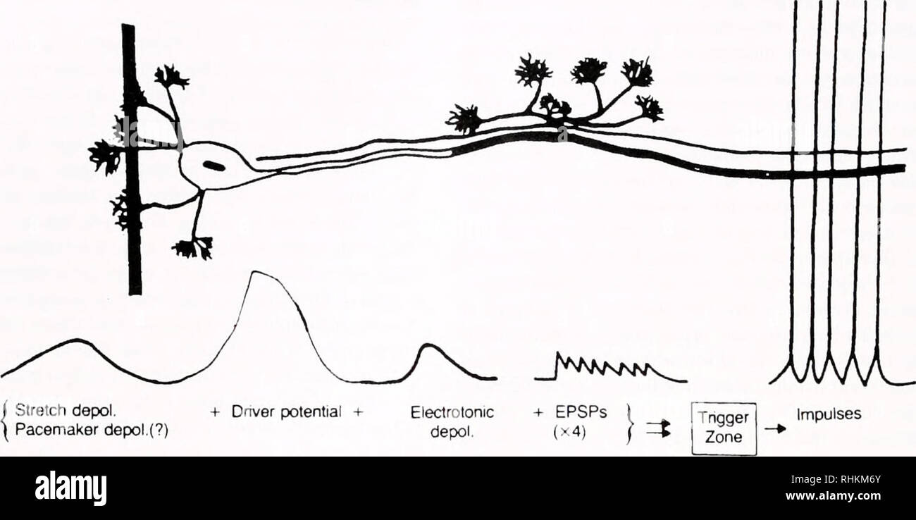 Axon collateral hi-res stock photography and images - Alamy