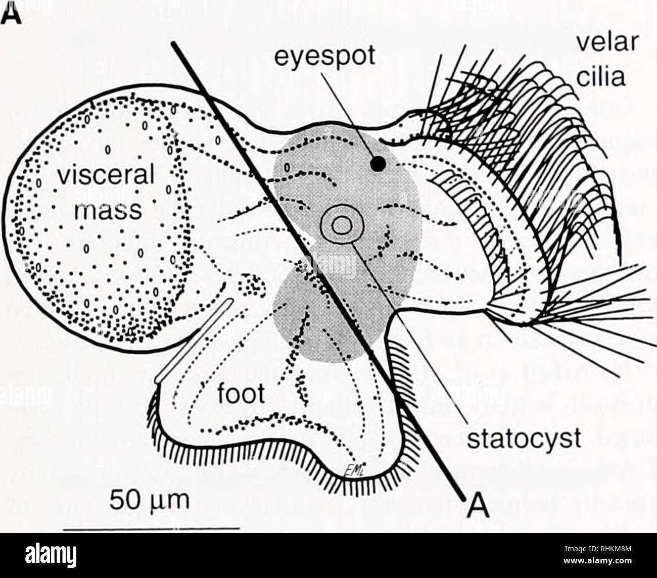 Normal seawater activity hi-res stock photography and images - Alamy