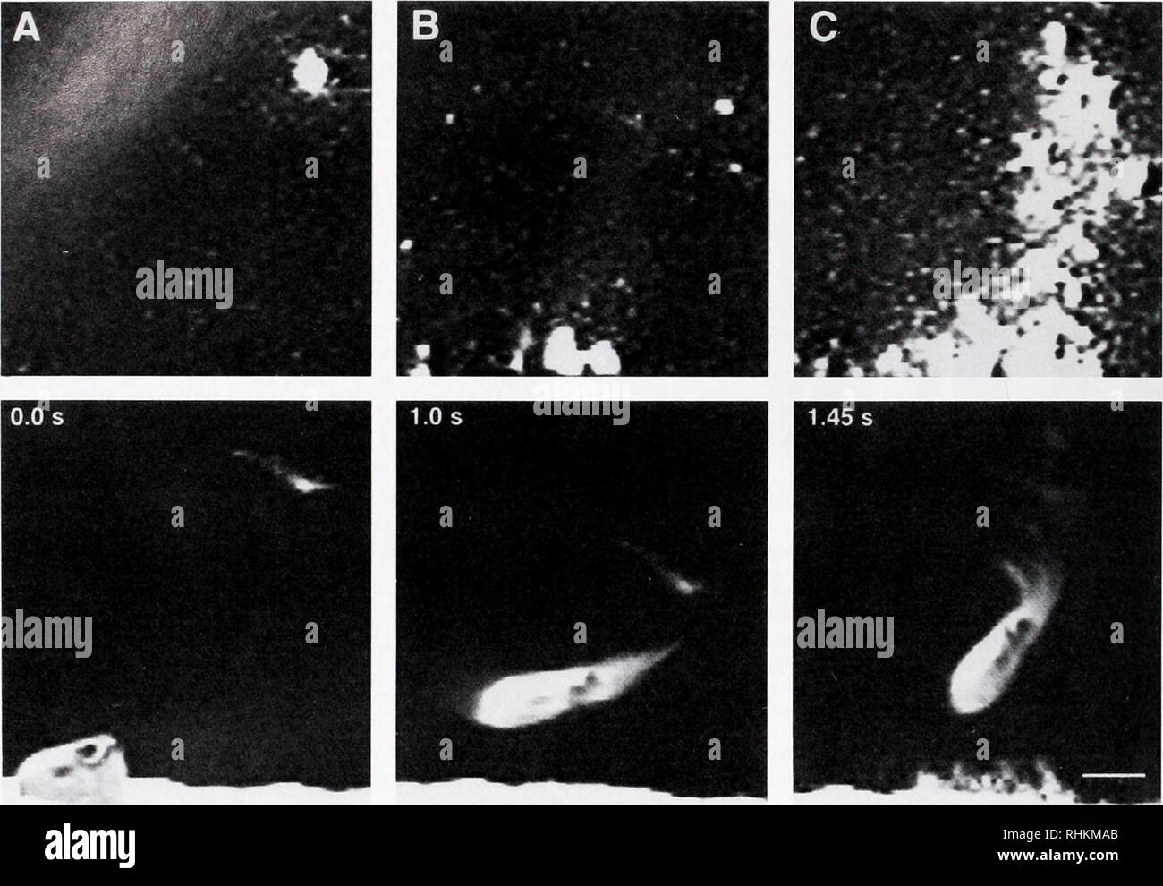 Pyrocystis Fusiformis