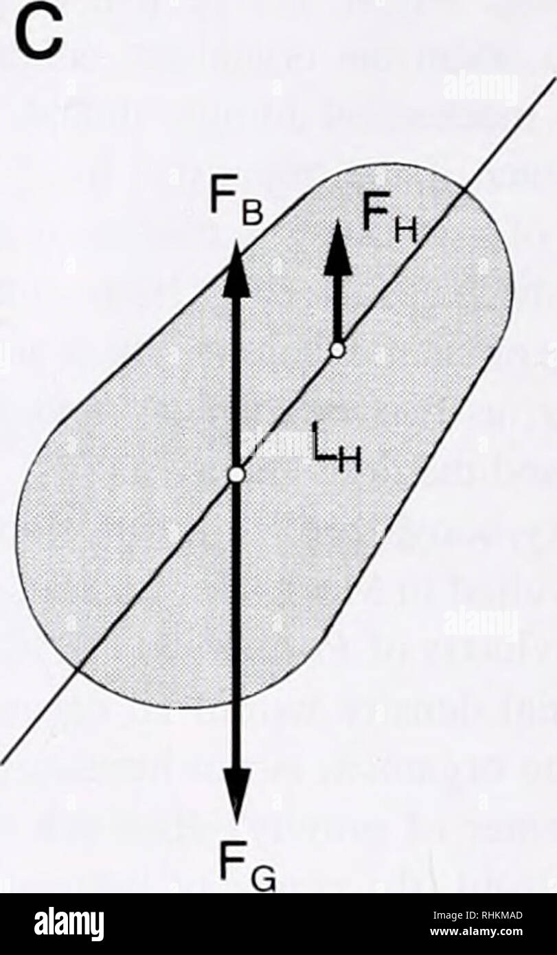 . The Biological bulletin. Biology; Zoology; Biology; Marine Biology ...