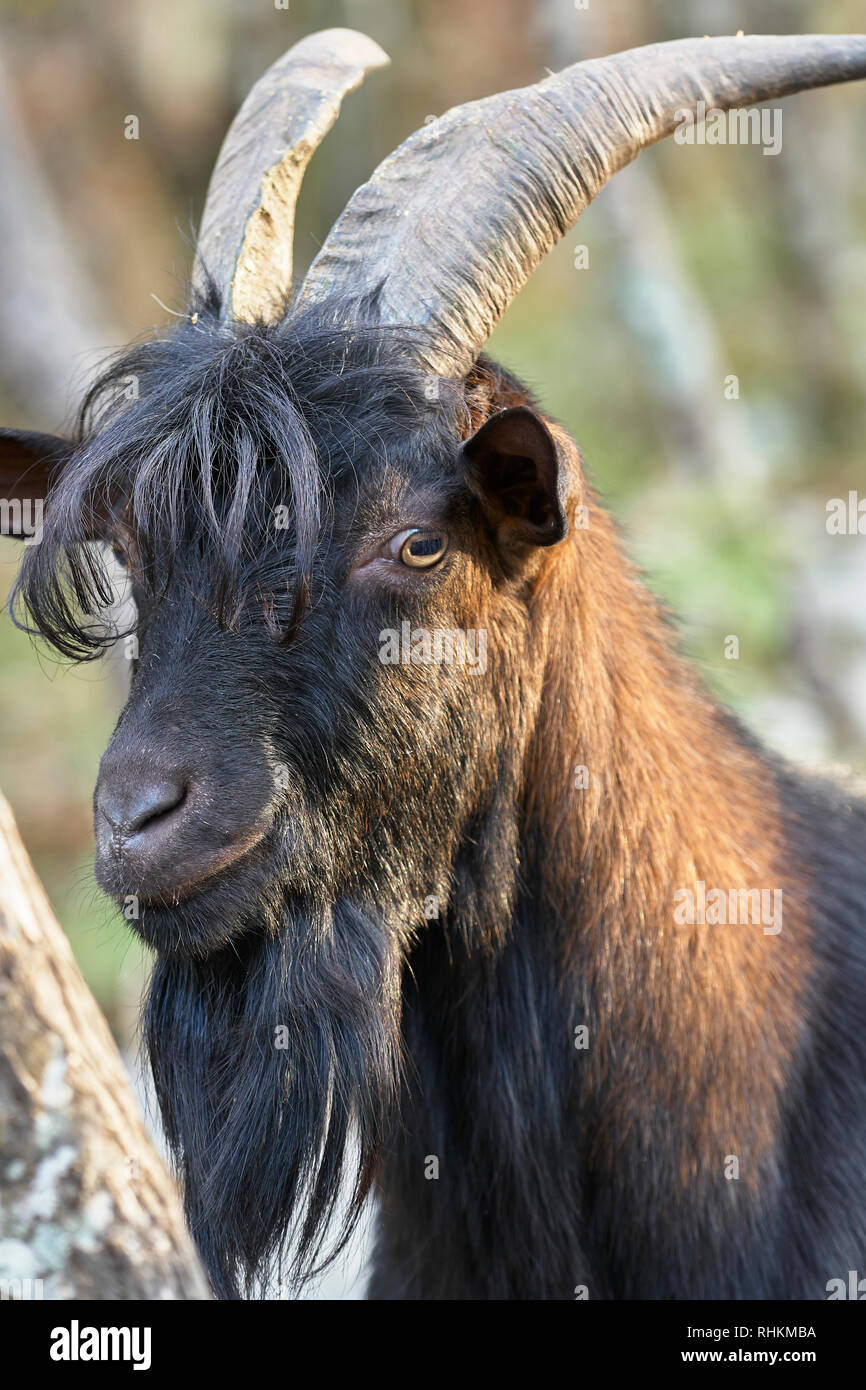 Male goat horns hi-res stock photography and images - Alamy