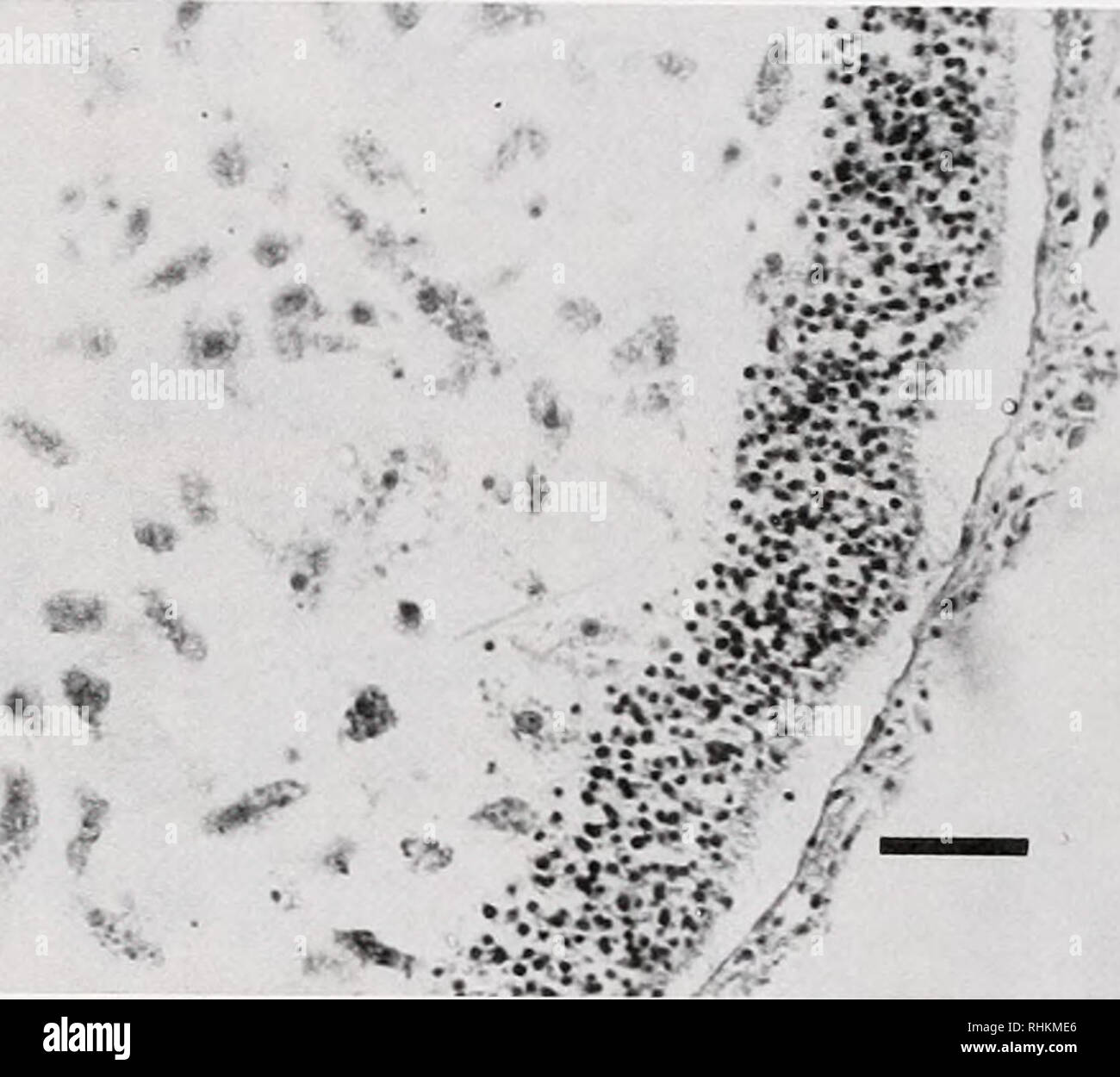 . The Biological bulletin. Biology; Zoology; Biology; Marine Biology. e ...