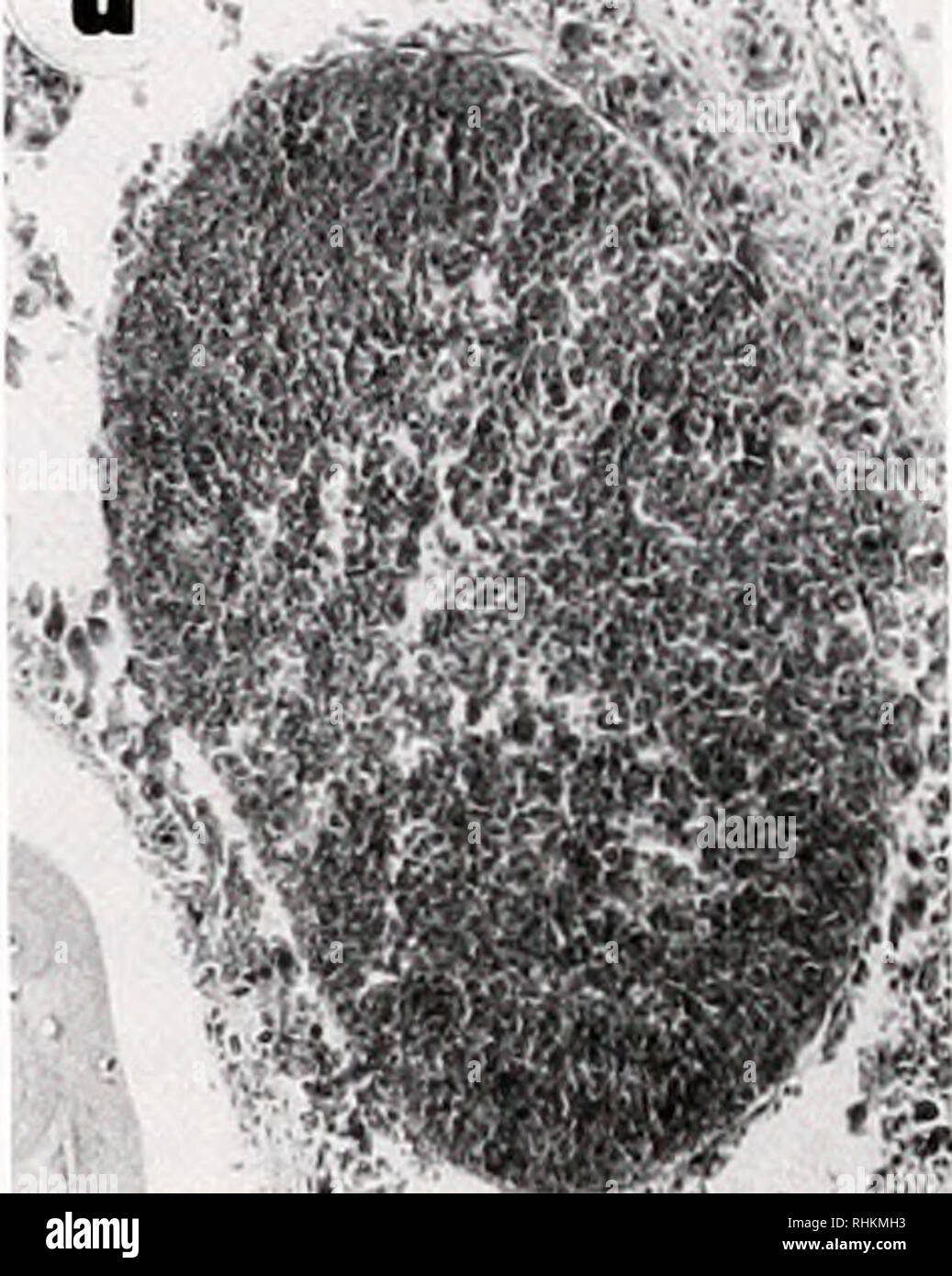 Choanocyte chamber hi-res stock photography and images - Alamy