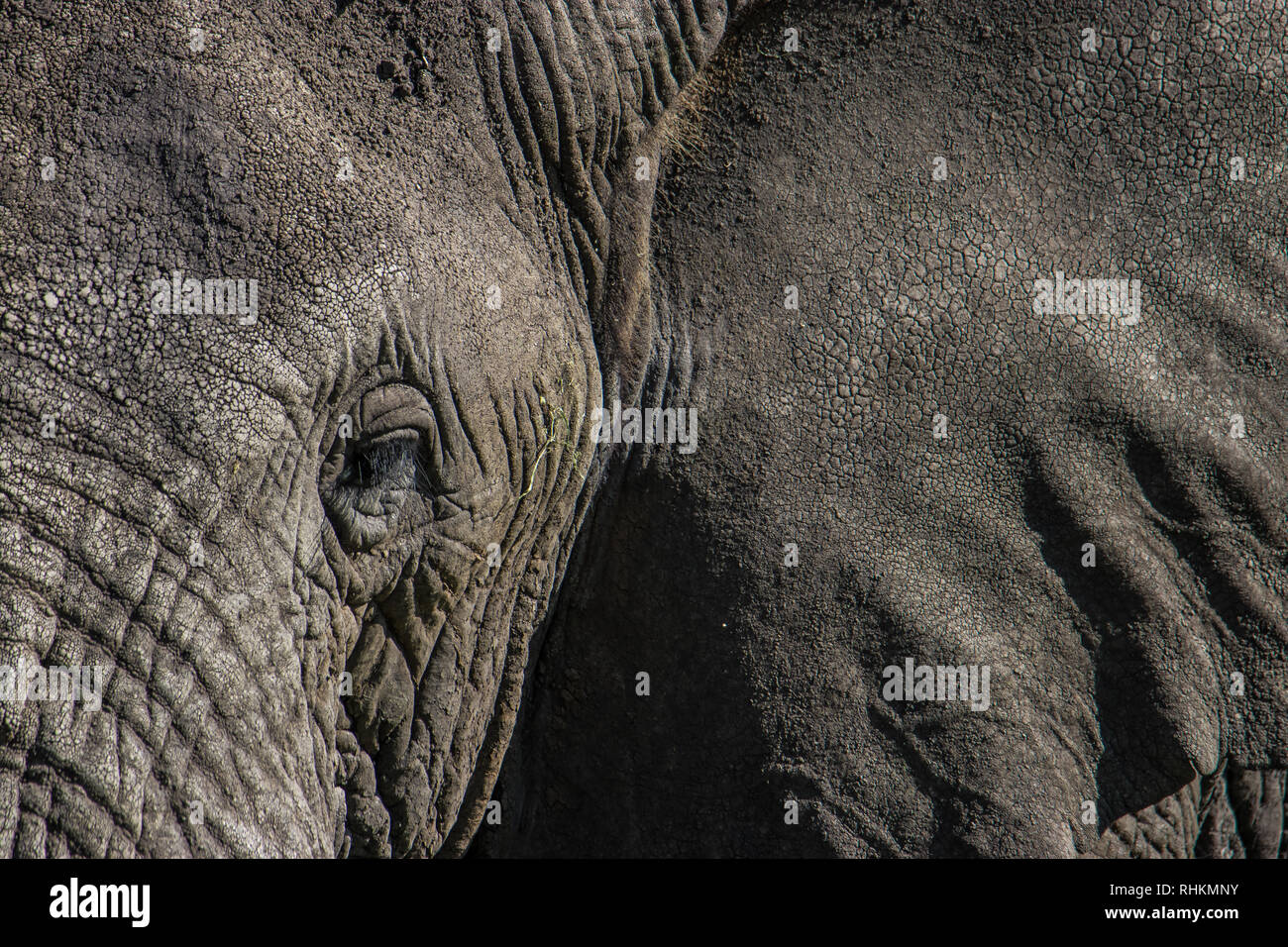 Close-up of an elephant's head Stock Photo - Alamy