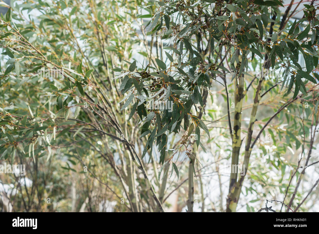 gum leaves with snow Stock Photo - Alamy