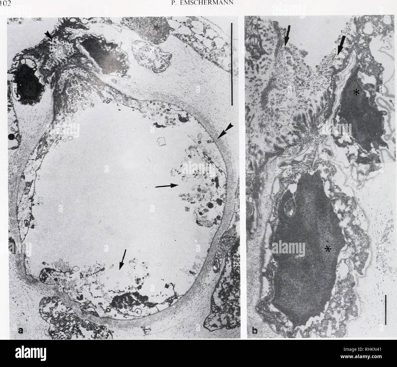 . The Biological bulletin. Biology; Zoology; Biology; Marine Biology. P ...