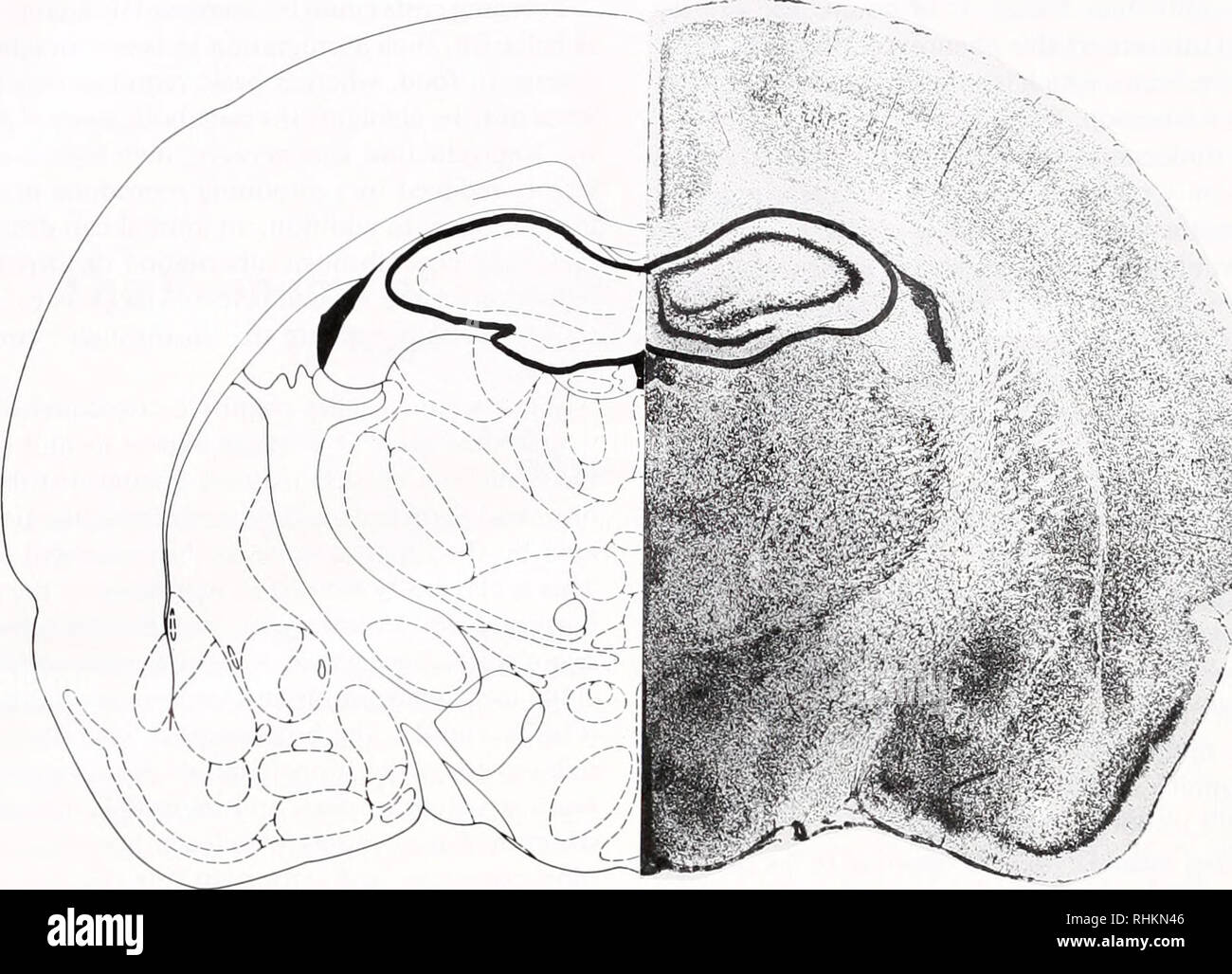 Shematic Of Mouse Brain Coronal Section