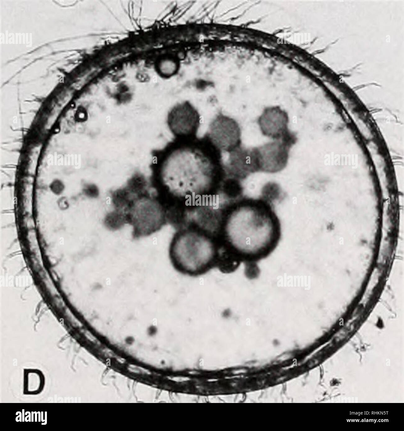 Ccd marine hi-res stock photography and images - Alamy